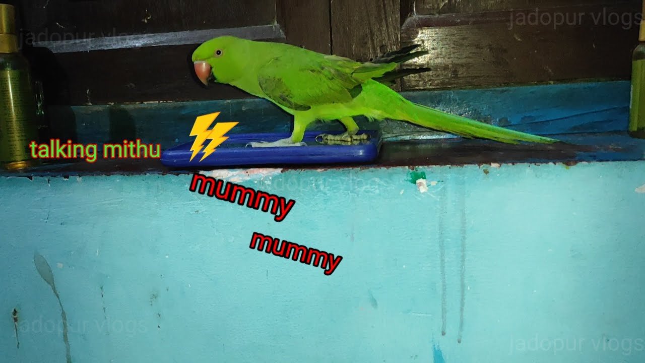 mithu parrot talking - YouTube