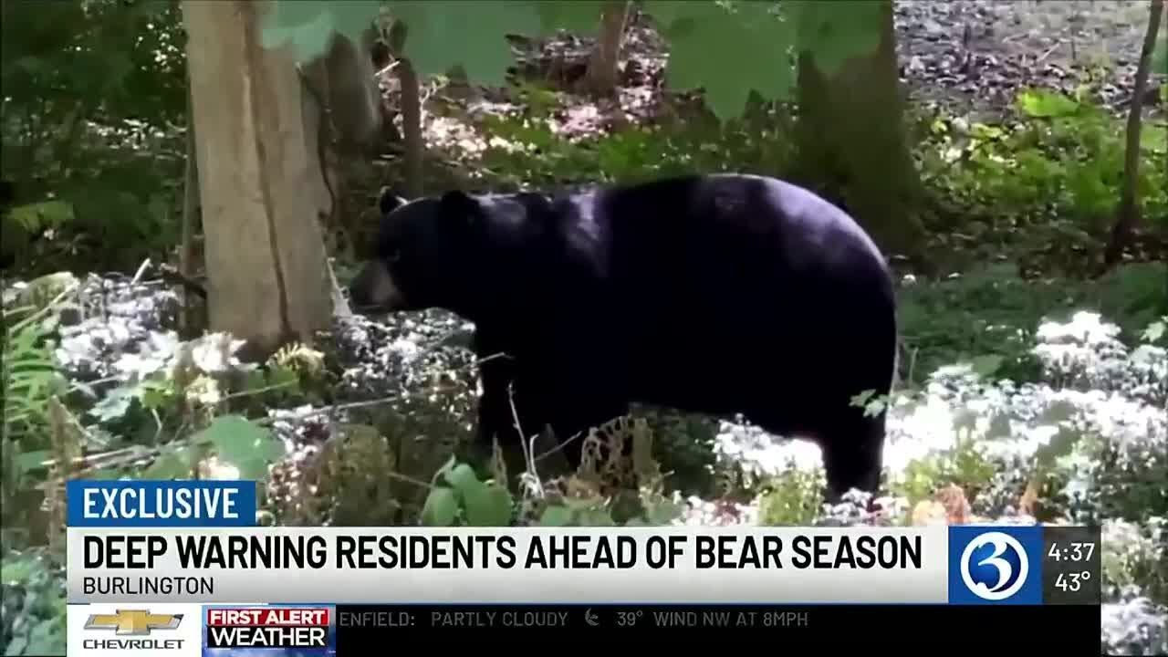 Man arrested by DEEP for shooting bear believes that his actions were ...