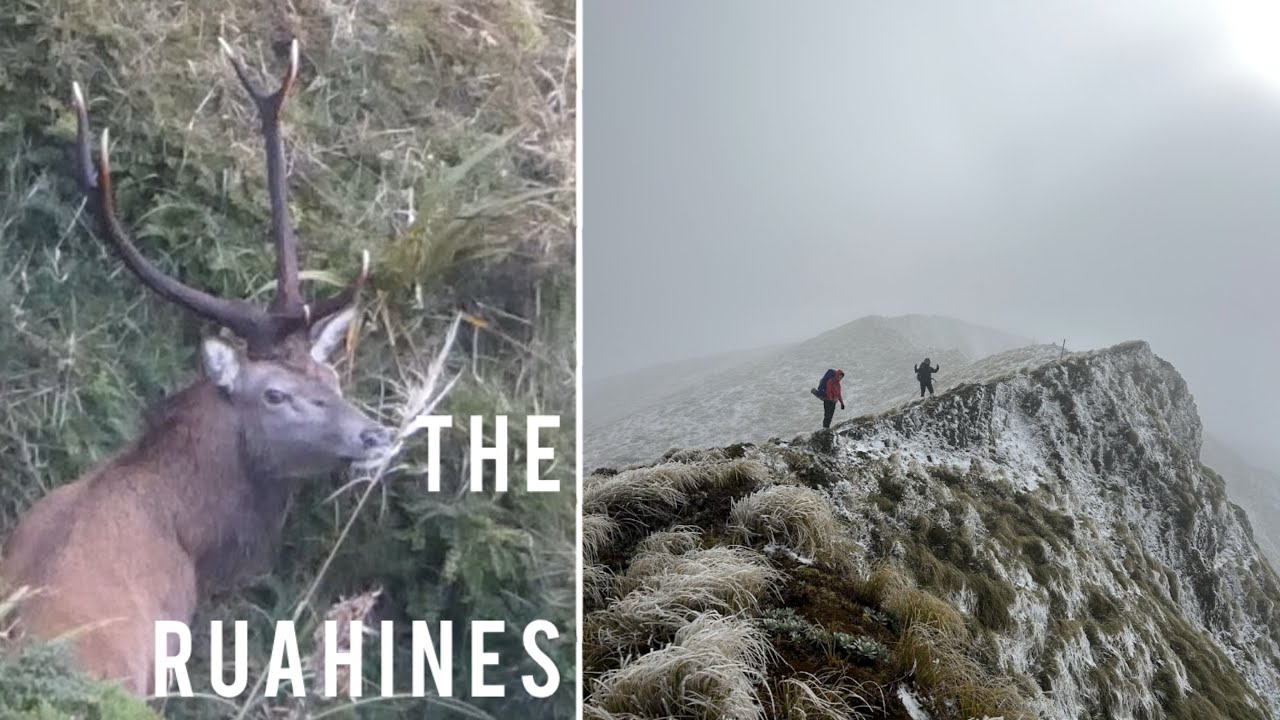 RUAHINE STAG - Tops hunting, public land NZ - YouTube
