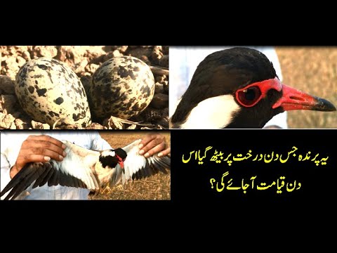 Red-wattled lapwing bird sitting on her eggs- tatirni-titodi - YouTube