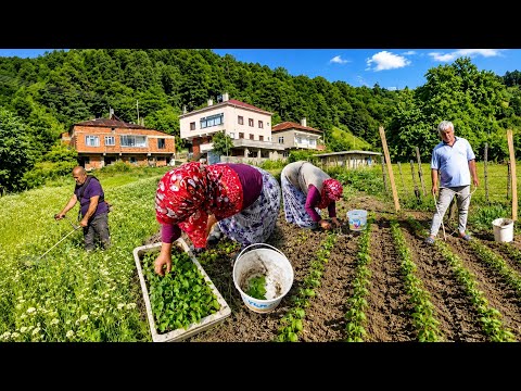 🌱 Bahçede İşler Hızlandı! Sebze Dikimi ve Tırpan Mesaisi