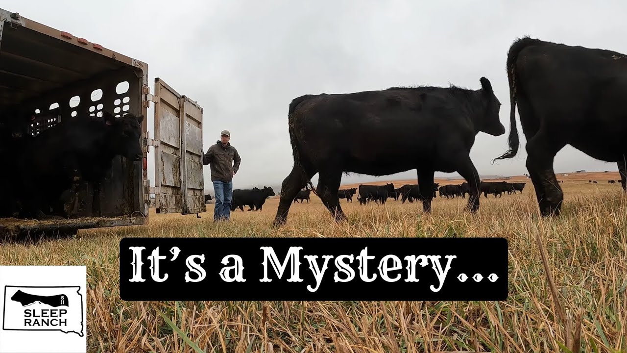 Did Someone Try To Steal Our Cow?! - YouTube
