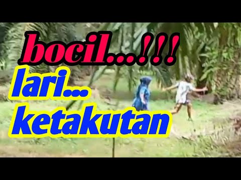BOCIL BERKEMBANG BIAK DI KEBUN SAWIT KETAHUAN LARI KETAKUTAN