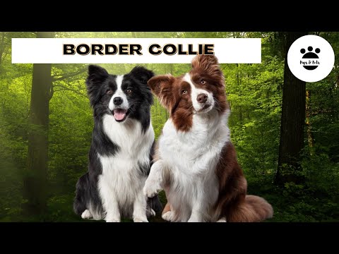 Border Collie Dog Breed, border collie usually has a lush mane and tail ...