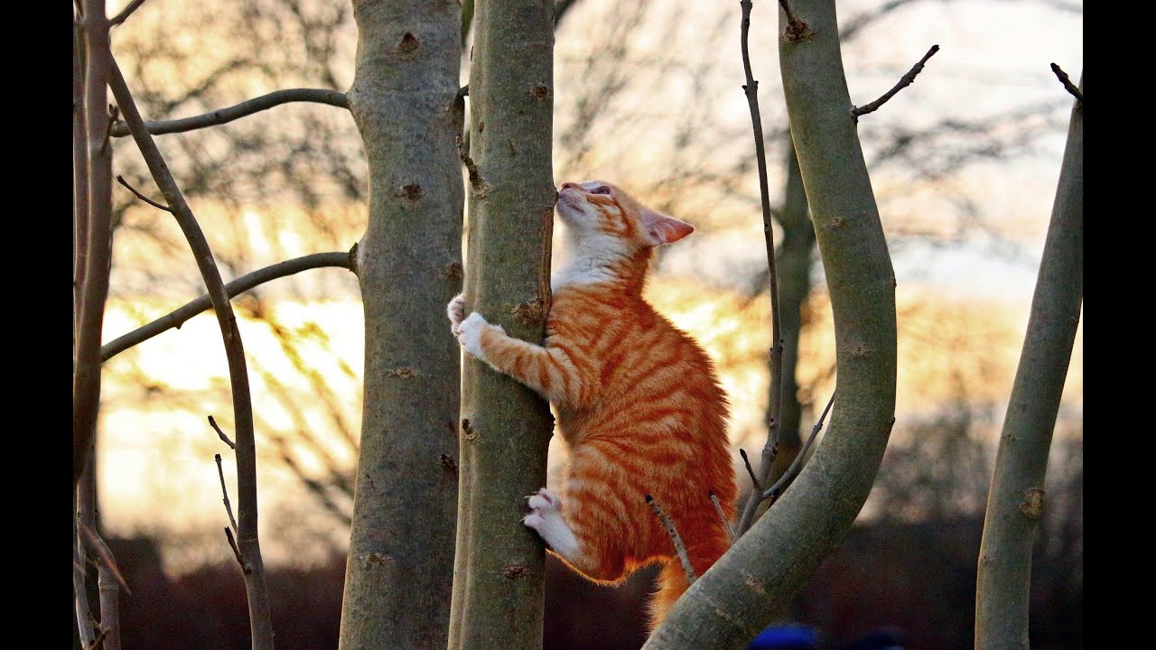 Marmalade the orange tabby - YouTube