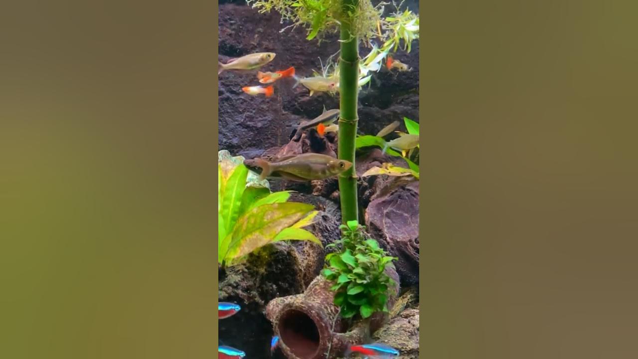 Calming Aquarium Fish Tank | Meditate To The Sound of Water | No Music ...