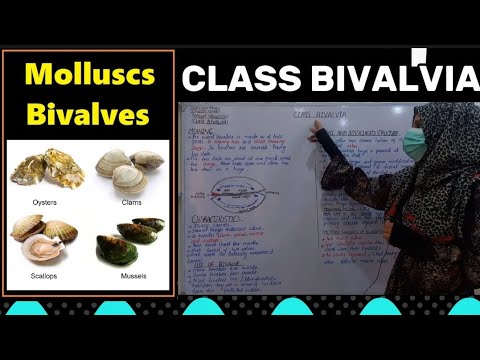CLASS BIVALVIA || Phylum Mollusca || Structure of Bivalve Shell || Bs Zoology Miller and Harley ...
