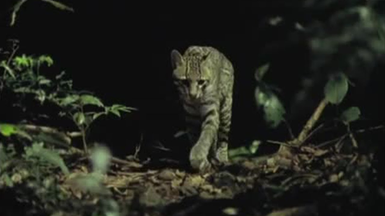 Ocelot Hunting