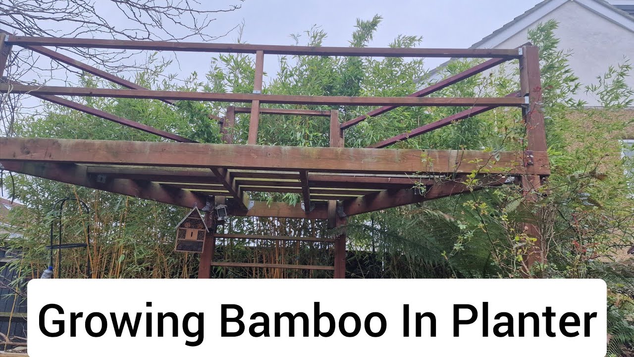How to grow bamboo in containers - YouTube