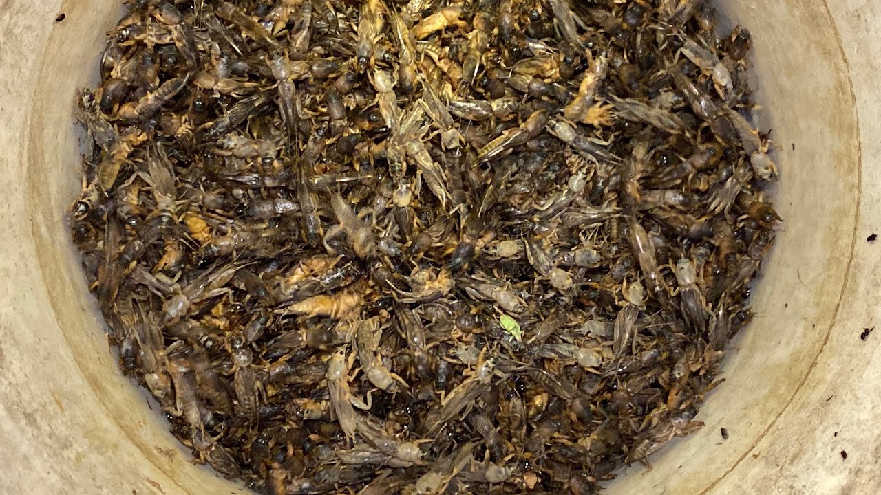 AT Night Catching Many Mole Crickets On the water. #insects #animal # ...