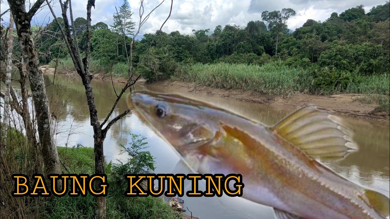 Ikan Baung Kuning Fresh.... - YouTube