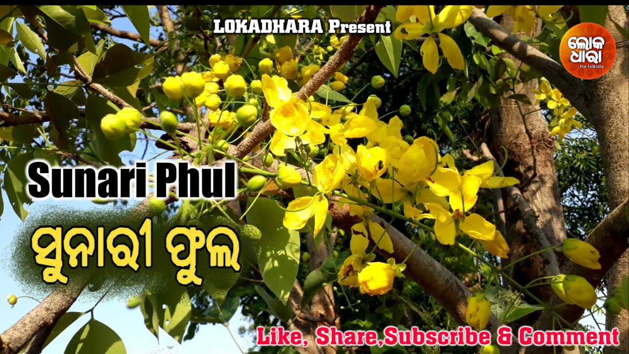 ସୁନାରୀ ଫୁଲ Sunari Phul Golden Flower @LOKADHARA - YouTube