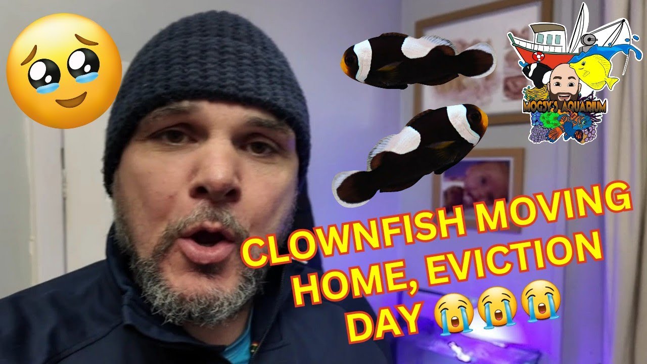 Unveiling Lee's Reef: Clownfish Eviction and Frag Expedition on a Epic ...