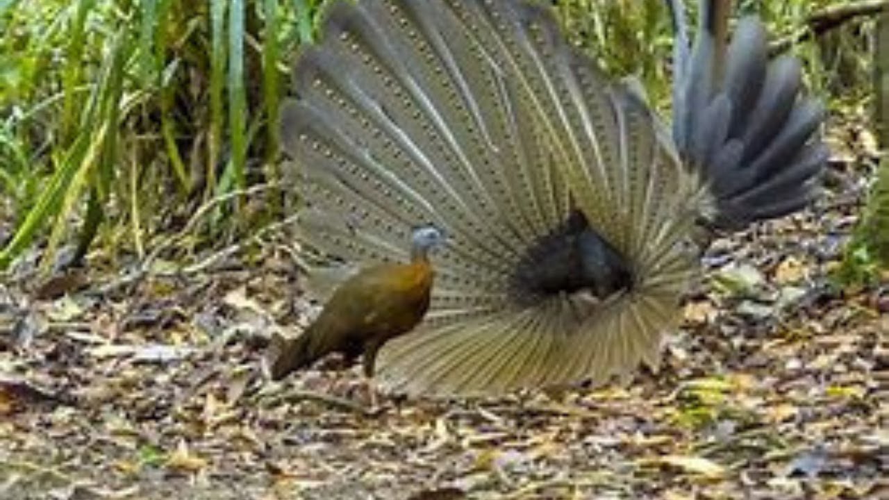 Female Great Argus Pheasant Ignores Dazzling Mating Dance 😜🐦 - YouTube