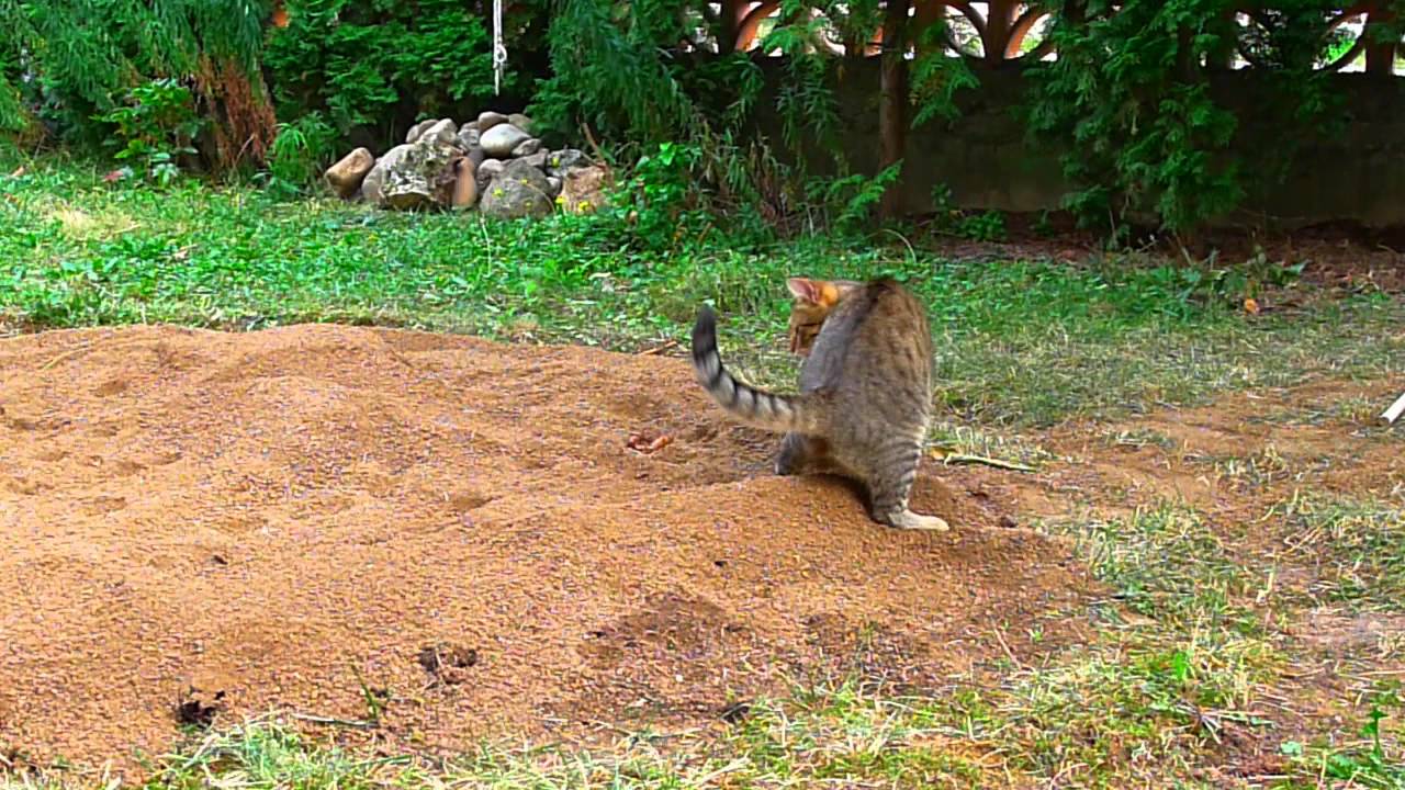 Bucko makes new rockery/Bucko zakladá novú skalku - YouTube