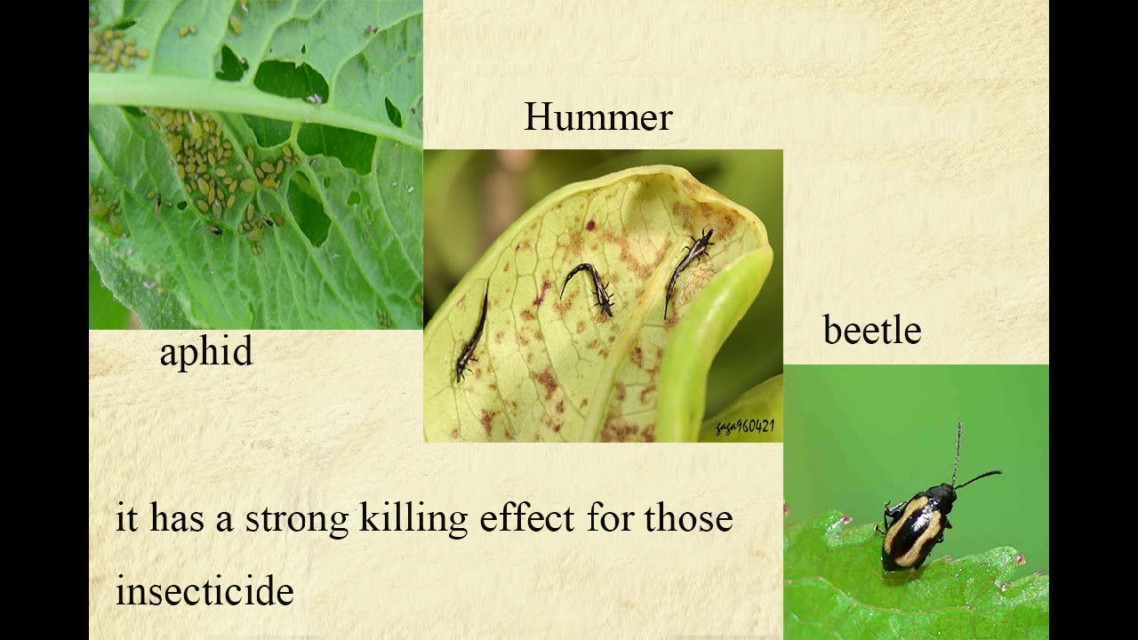 rotenone insecticide | la rotenona - YouTube