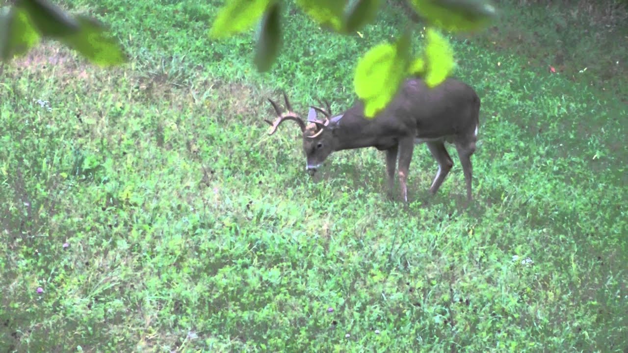 11 Point Buck Ducks Arrow, Savanna, IL Deer - YouTube