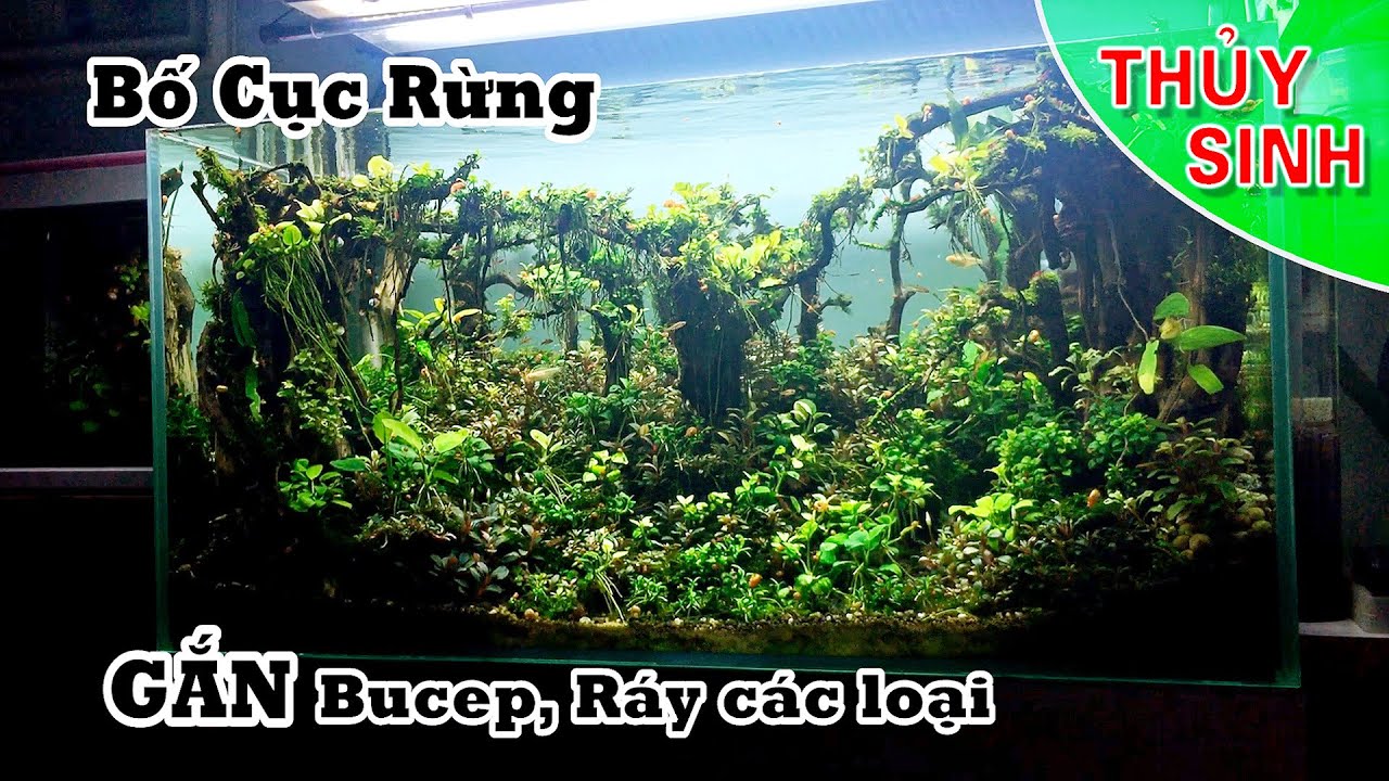Bể thủy sinh Bố cục rừng gắn bucep, rêu, ráy các loại #kenhthuysinh p10 ...