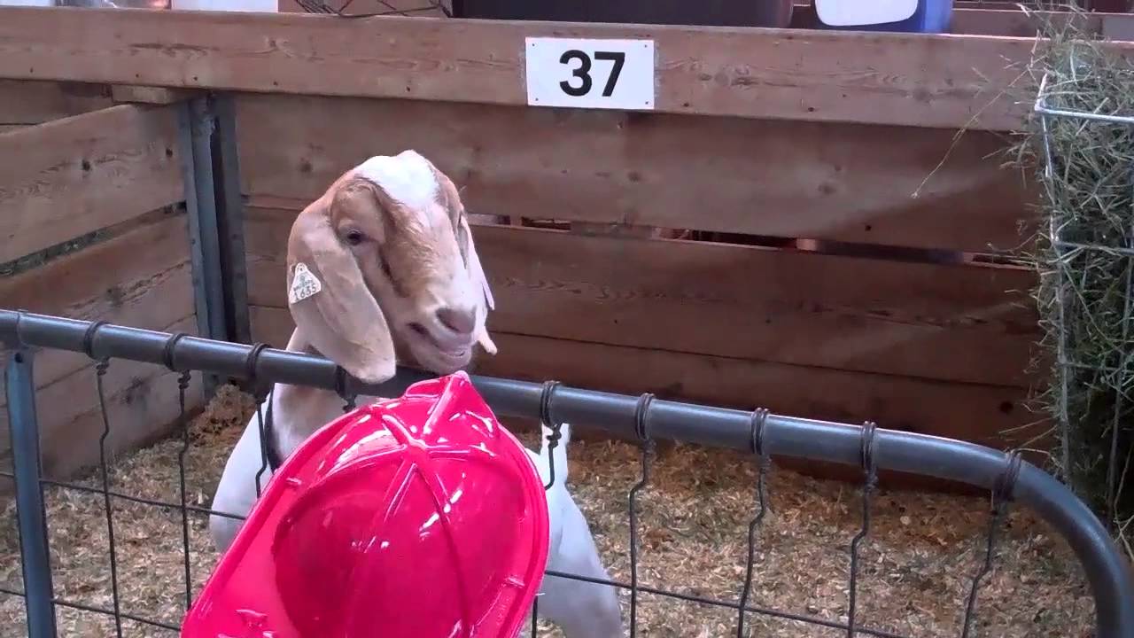 Petting goats at the MN state fair - YouTube