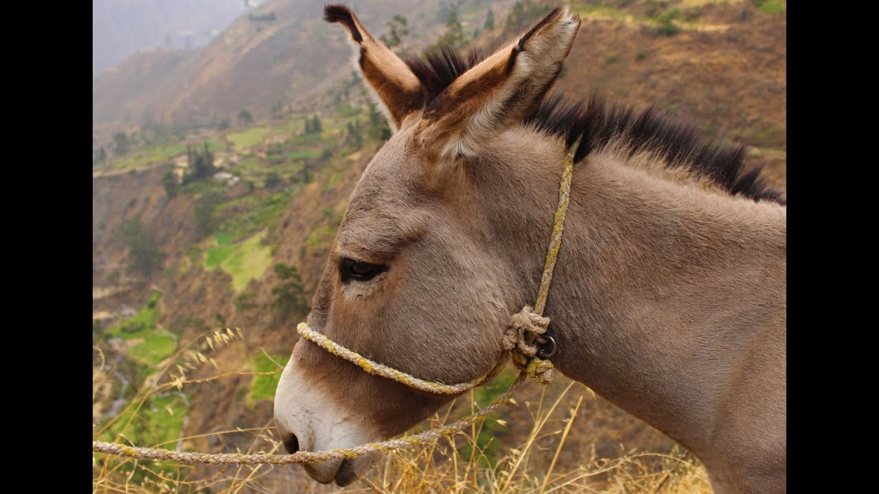 "Little Donkey" (Makaton) - YouTube