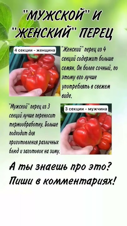КАКОЙ ПЕРЕЦ ЛУЧШЕ ВЫБРАТЬ НА СЕМЕНА | ПОКУПАЙ ПЕРЕЦ ПРАВИЛЬНО - YouTube