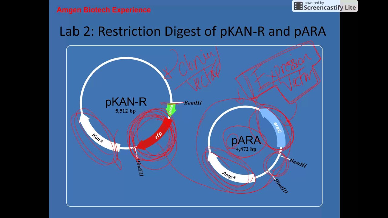 Amgen Lab 2: Introduction to Plasmids - YouTube