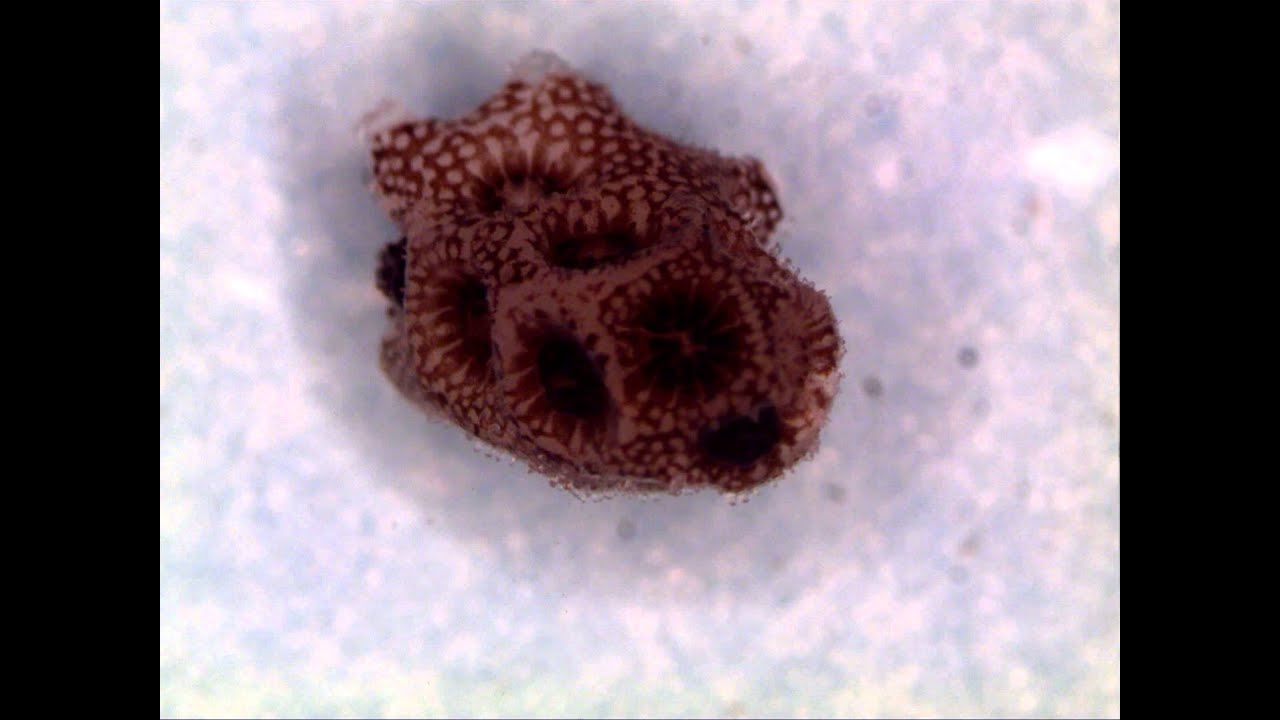 Coral on a Chip - Supplementary movie 1: Polyp bail-out following ...