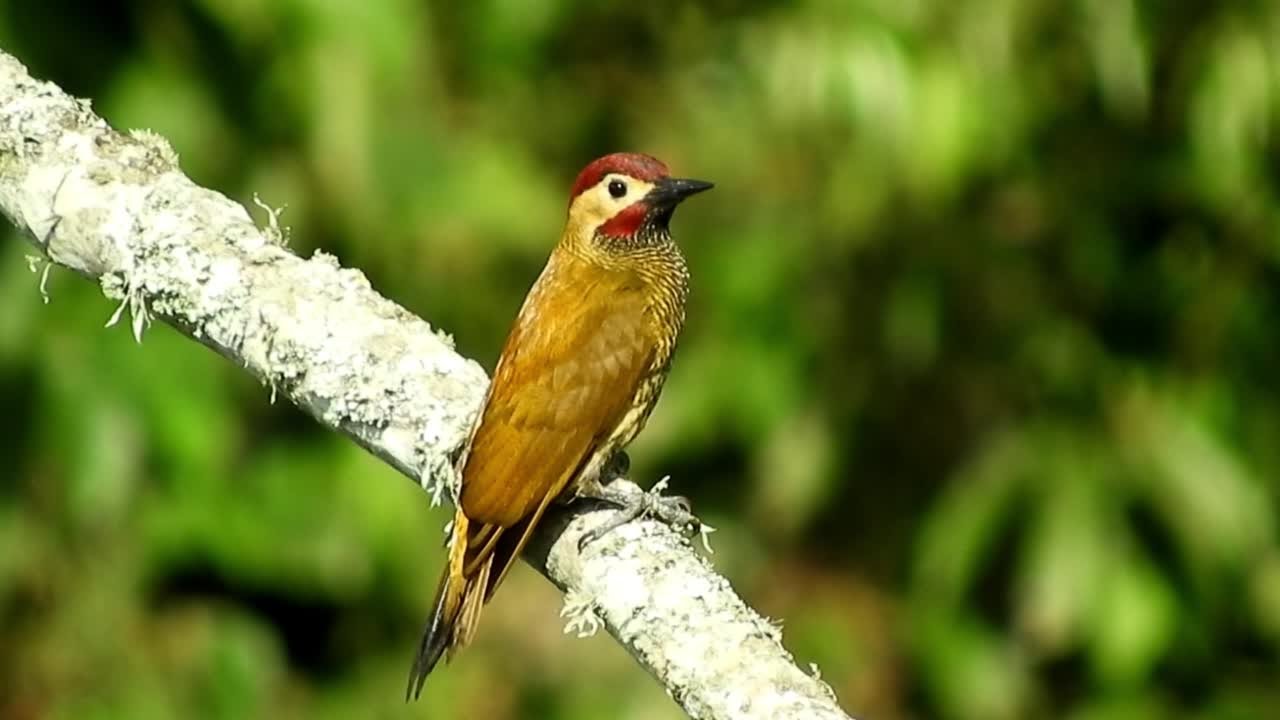 Beautiful Morning Bird Chorus in the Forest: Serene Sounds of Nature ...