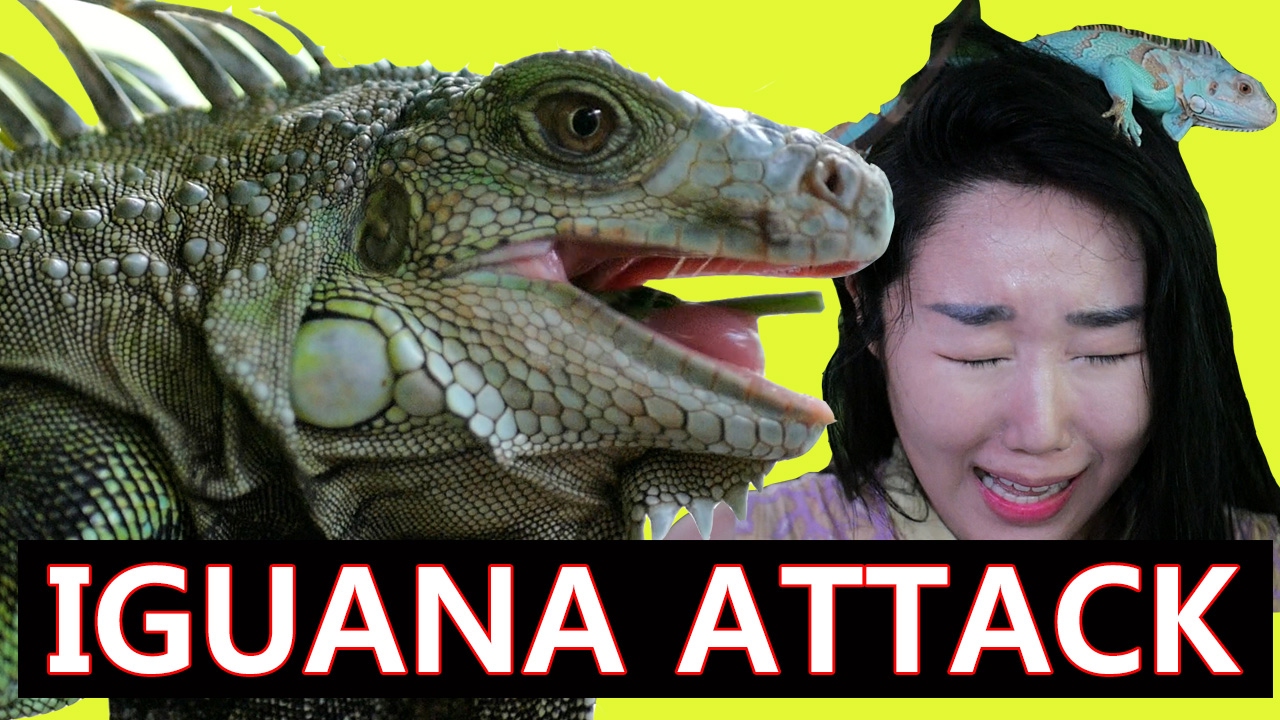 Iguana attack : berfoto dengan Iguana - YouTube