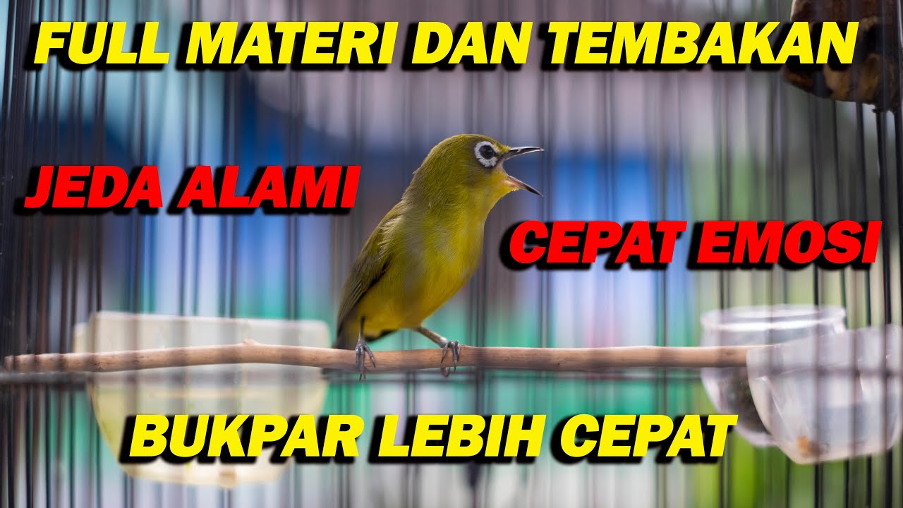 PANCINGAN PLECI FULL MATERI DAN TEMBAKAN DENGAN JEDA ALAMI CEPAT BUKA ...