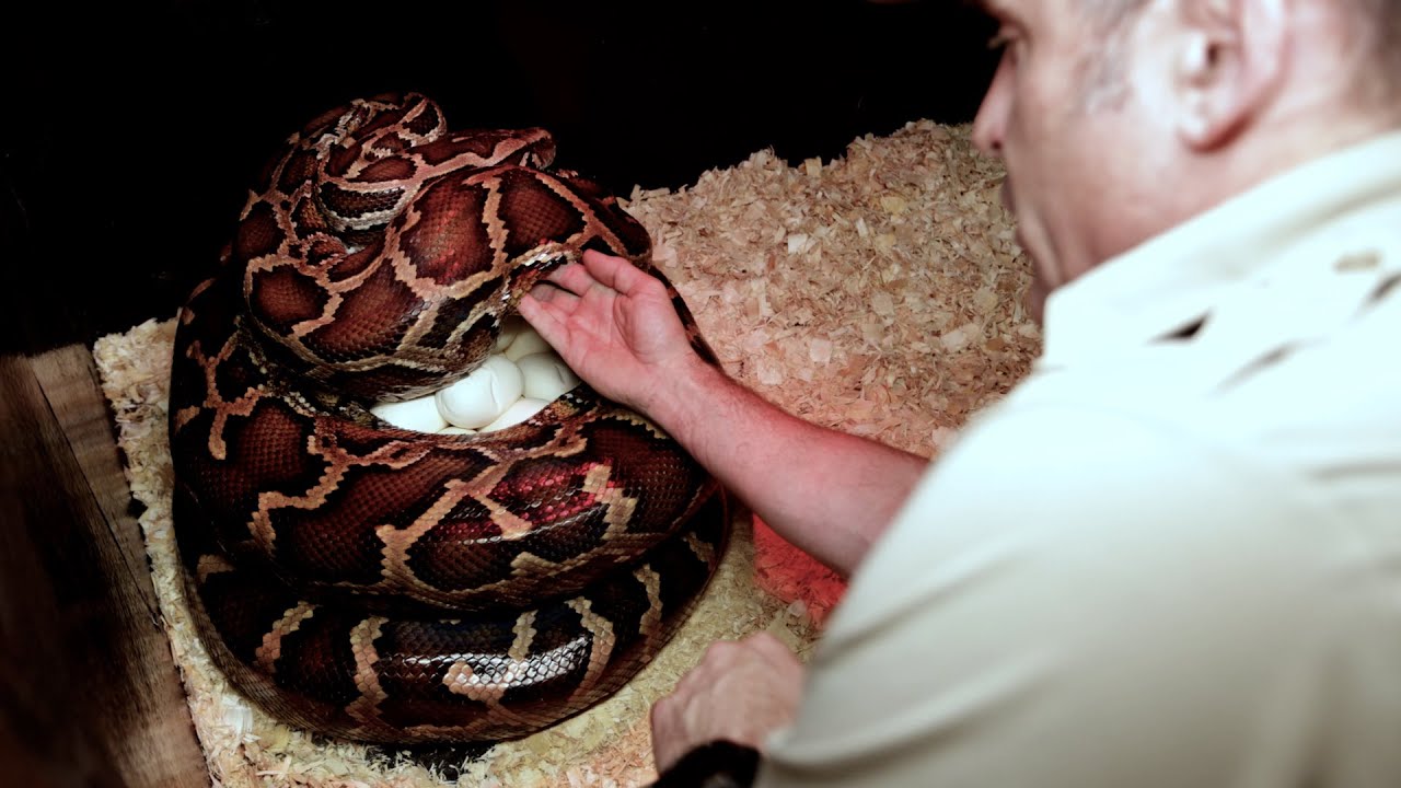 Surprise Python Eggs!! - YouTube