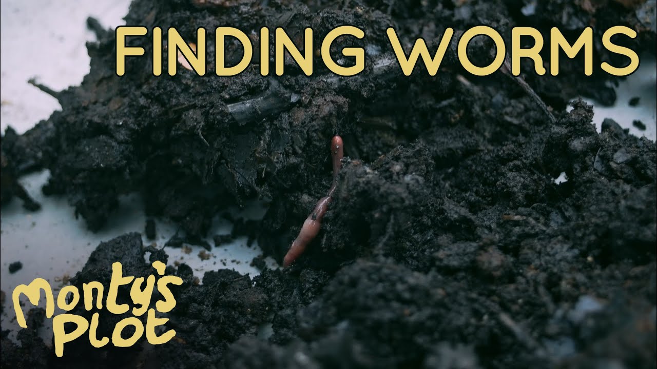 Compost: Finding Worms | Monty's Plot | Snippets - YouTube
