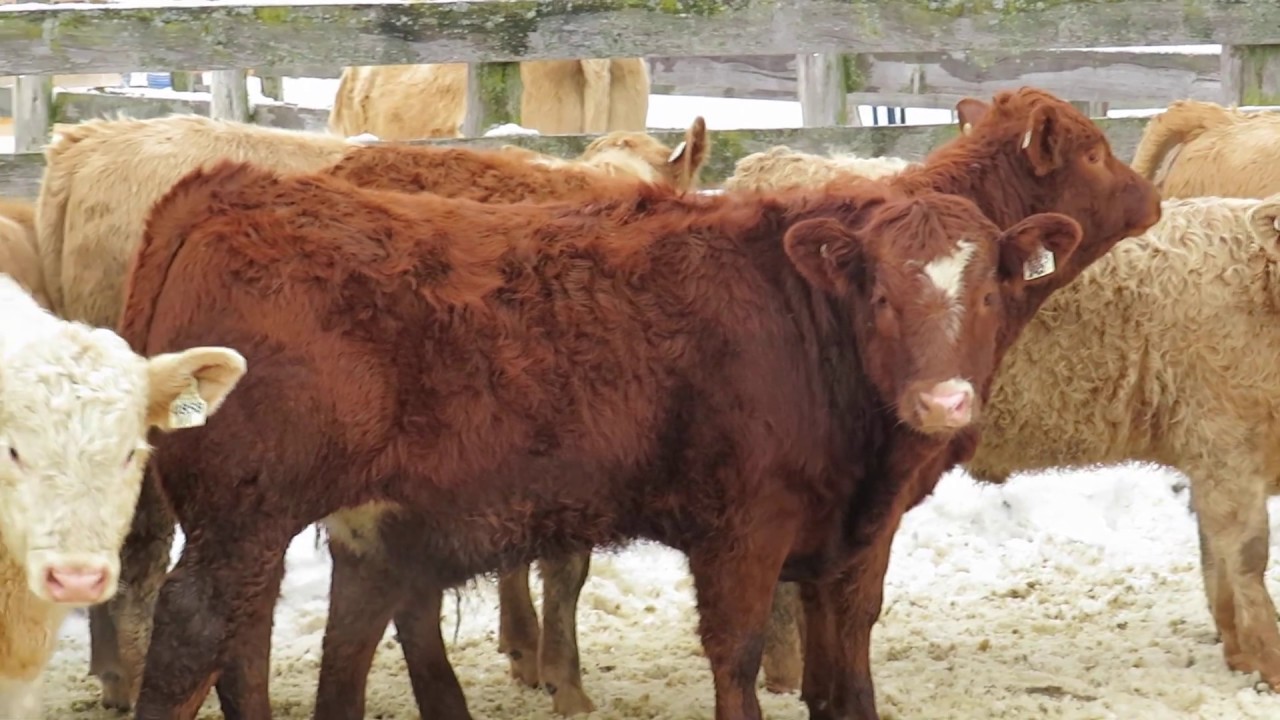 Stewart Farms Cattle for January 15, 2020 Stocker Sale at Kawartha ...
