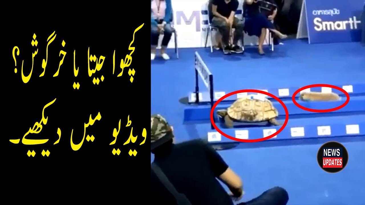 Tortoise and the Hare real life | Tortoise and the Hare real Race ...
