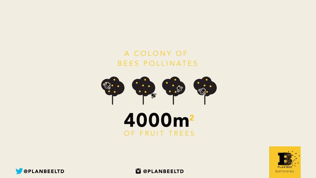 Plan Bee Ltd - Motion Infographics (honey bee facts) - YouTube