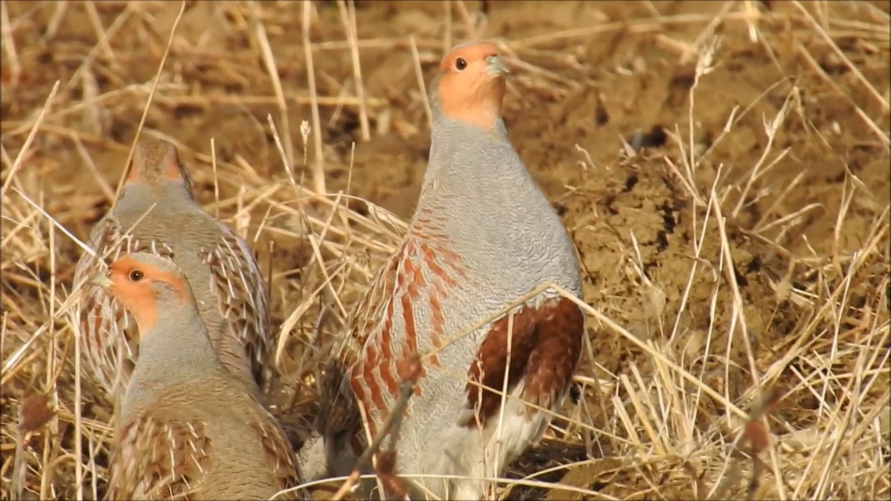 ORVIS - Upland Hunting - Hungarian Partridge - YouTube