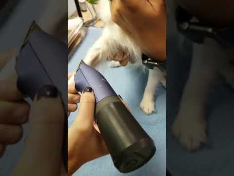 Placing an IV cephalic catheter - YouTube