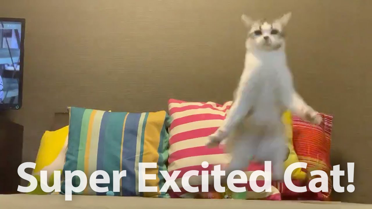 Super Excited Cat! | KawaiiCats.tv - YouTube