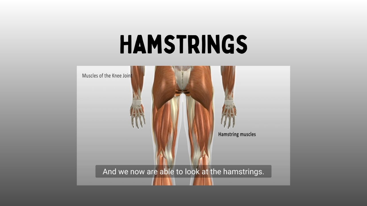 Hamstrings - YouTube