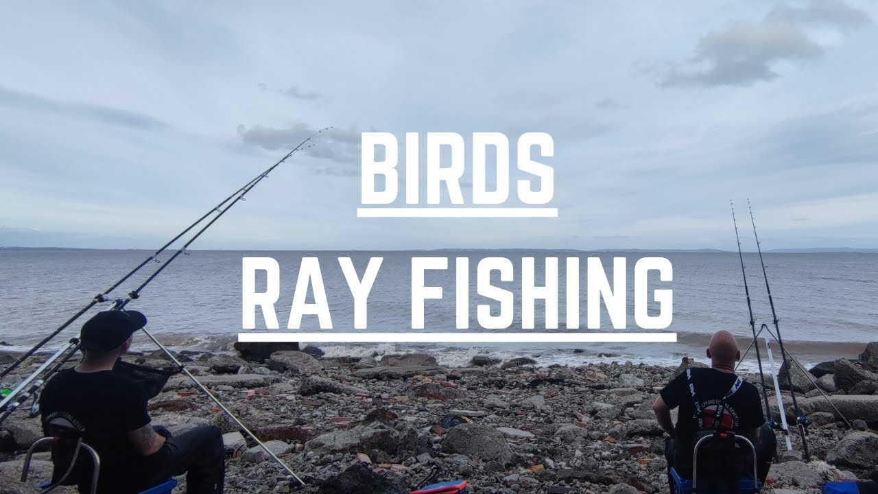 Ray Fishing, Birds, Cardiff Foreshore, Saved A Blank, Rigs, Baiting Up ...