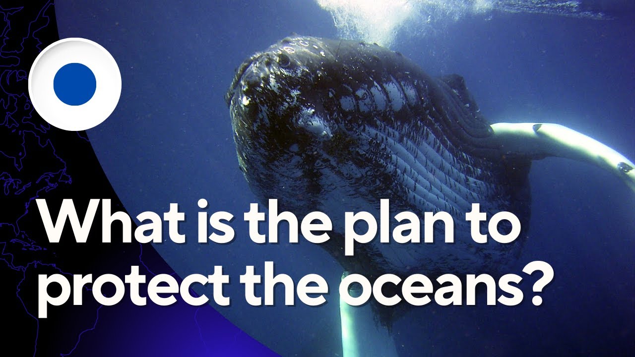 How to Protect the Ocean: A Comprehensive Guide to Conservation. The ...