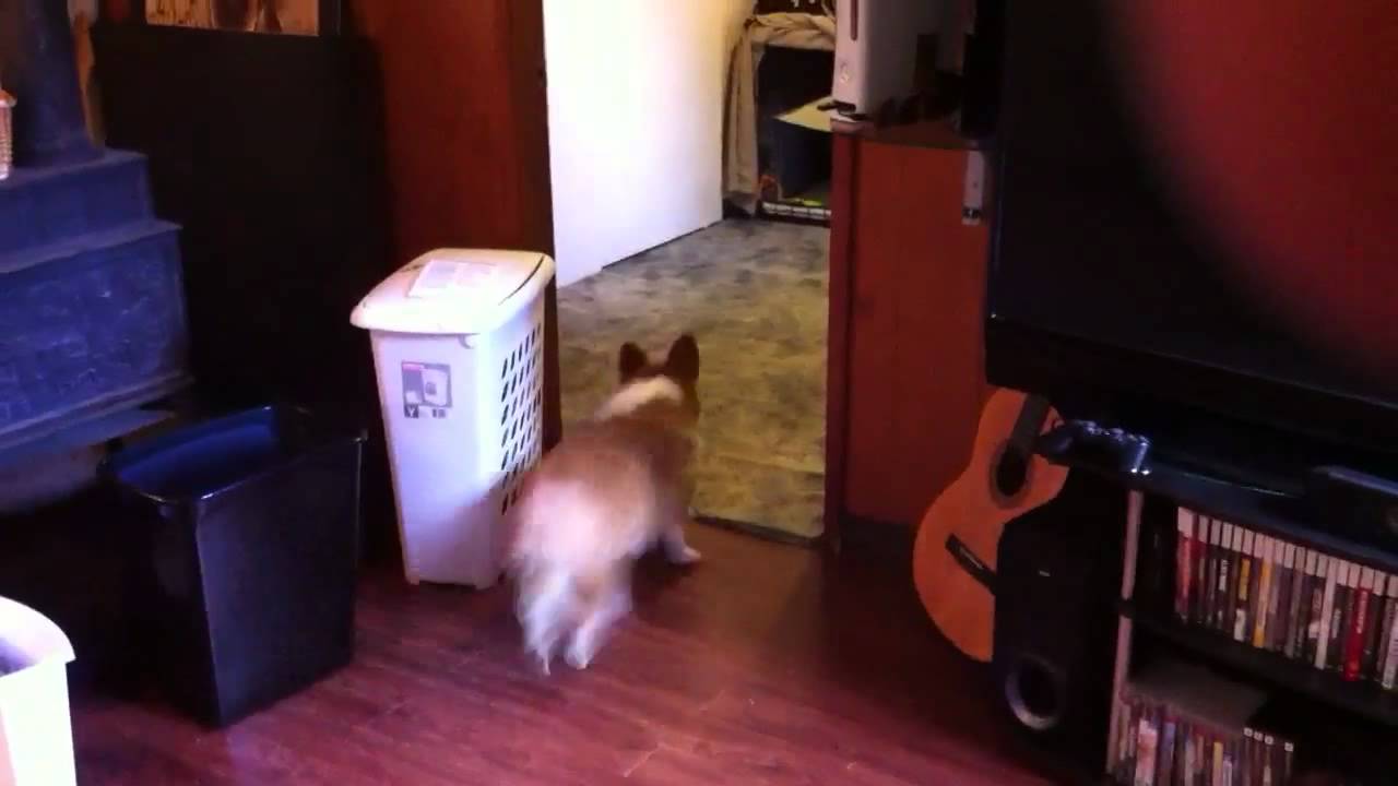 Corgi chase - YouTube