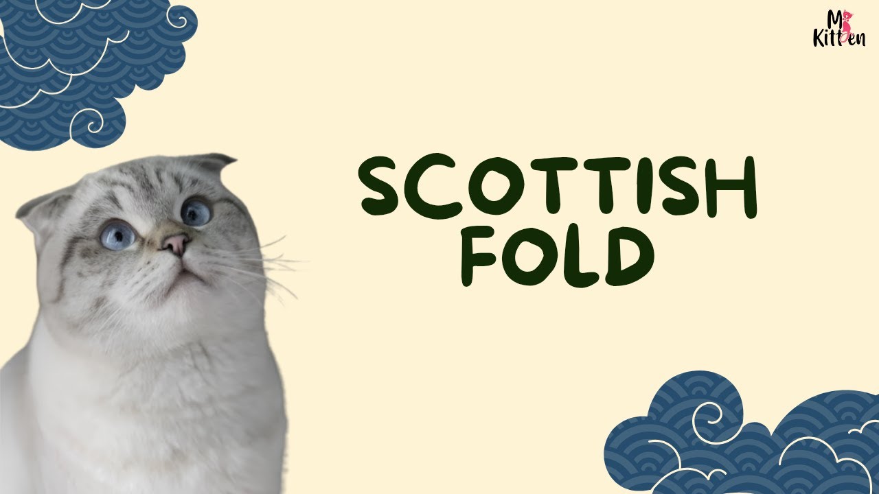 Scottish Fold Cat Price in India 🐱 | Breeders & Scottish Fold Kittens ...
