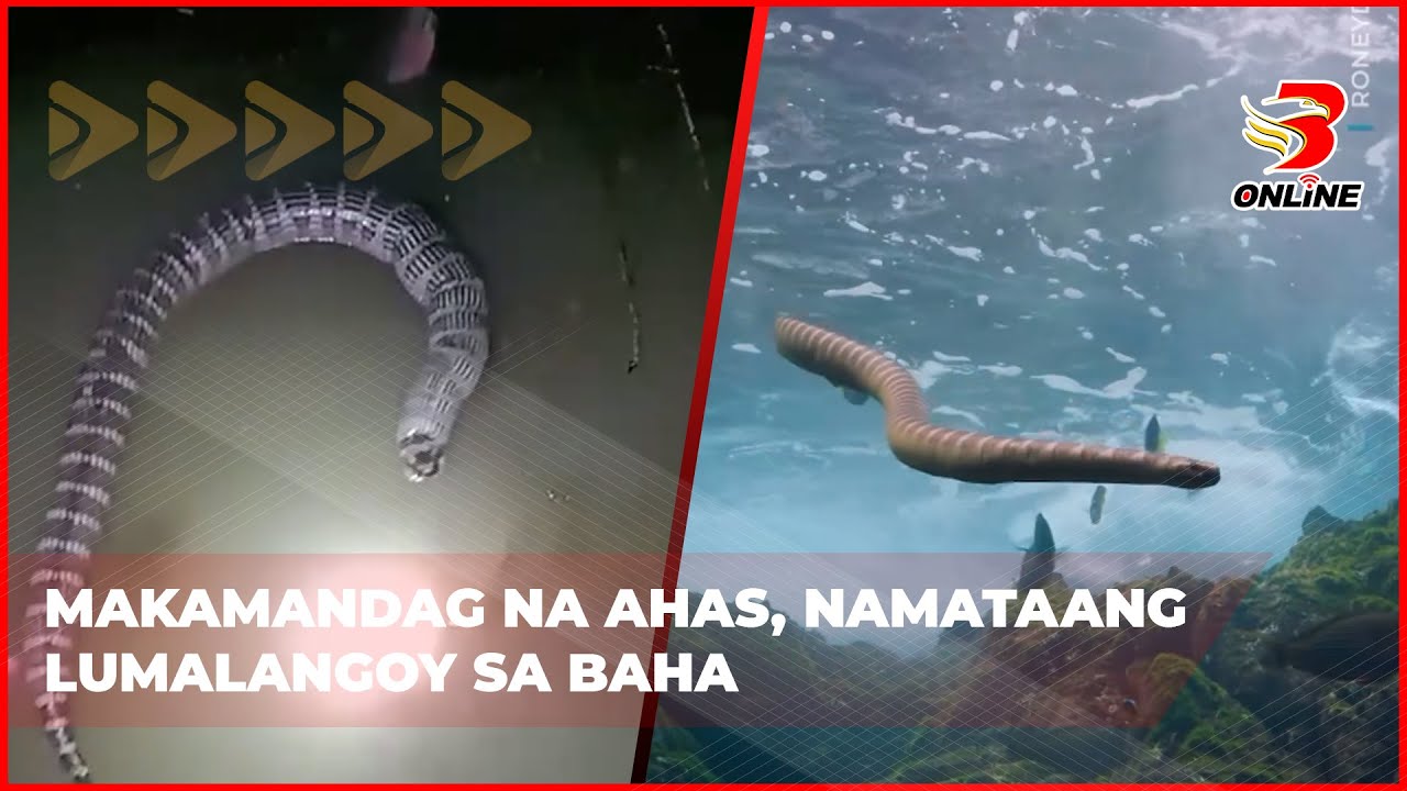 Makamandag na ahas, namataang lumalangoy sa baha - YouTube