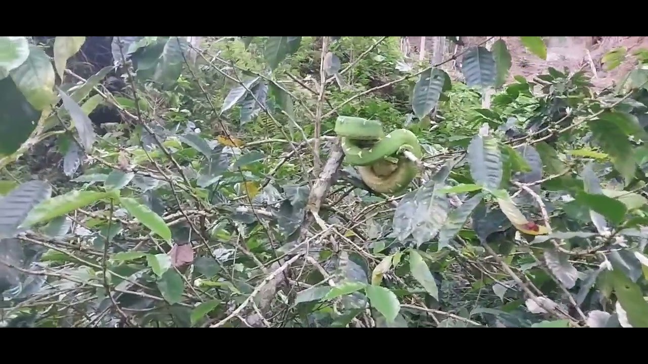 Secretos de la selva. tener mucho cuidado cuando cultivas café. esta ...