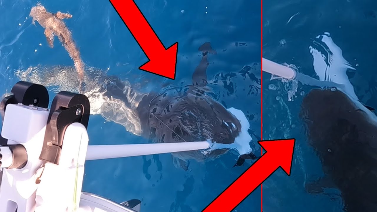 Shark Attacks Boat while Fishing! - YouTube