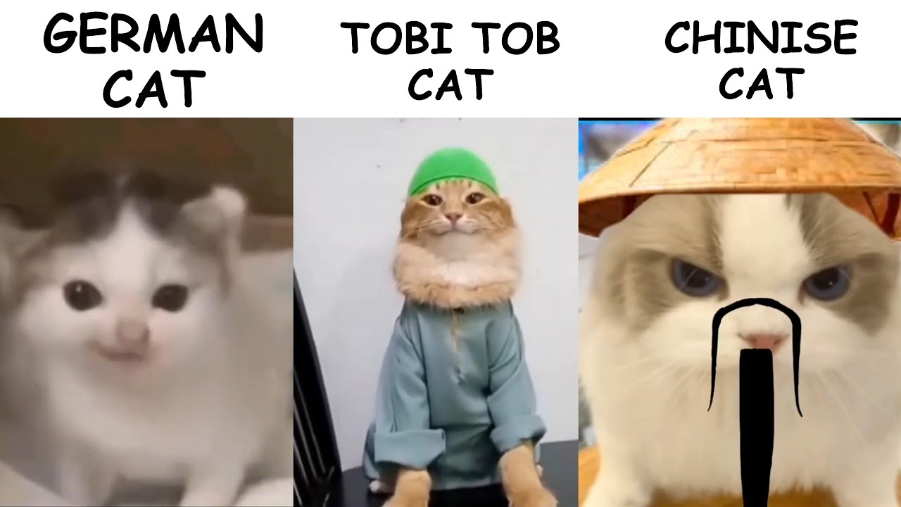 German Cat Meme Vs Tobi Tobi Cat VS Chinese Cat - YouTube