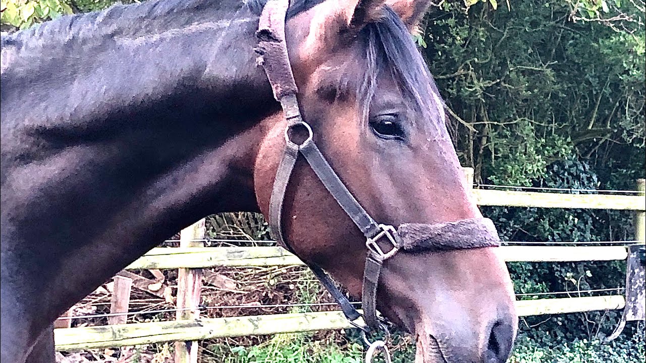Conquistador del Caribe 🐴 2020 stallion by (Carambole x Van Gogh) sold ...