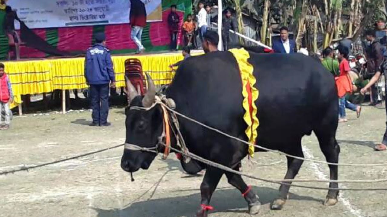 Beautiful Ox Festival Celebrations | Amazing Ox Fest/দেশী/ বিদেশী ষাড় ...