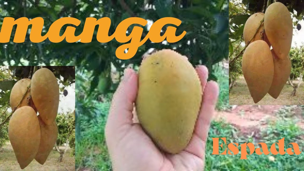 MANGA ESPADA UMA DAS FRUTAS MAIS ANTIGAS DO BRASIL SWORD MANGO ONE OF ...